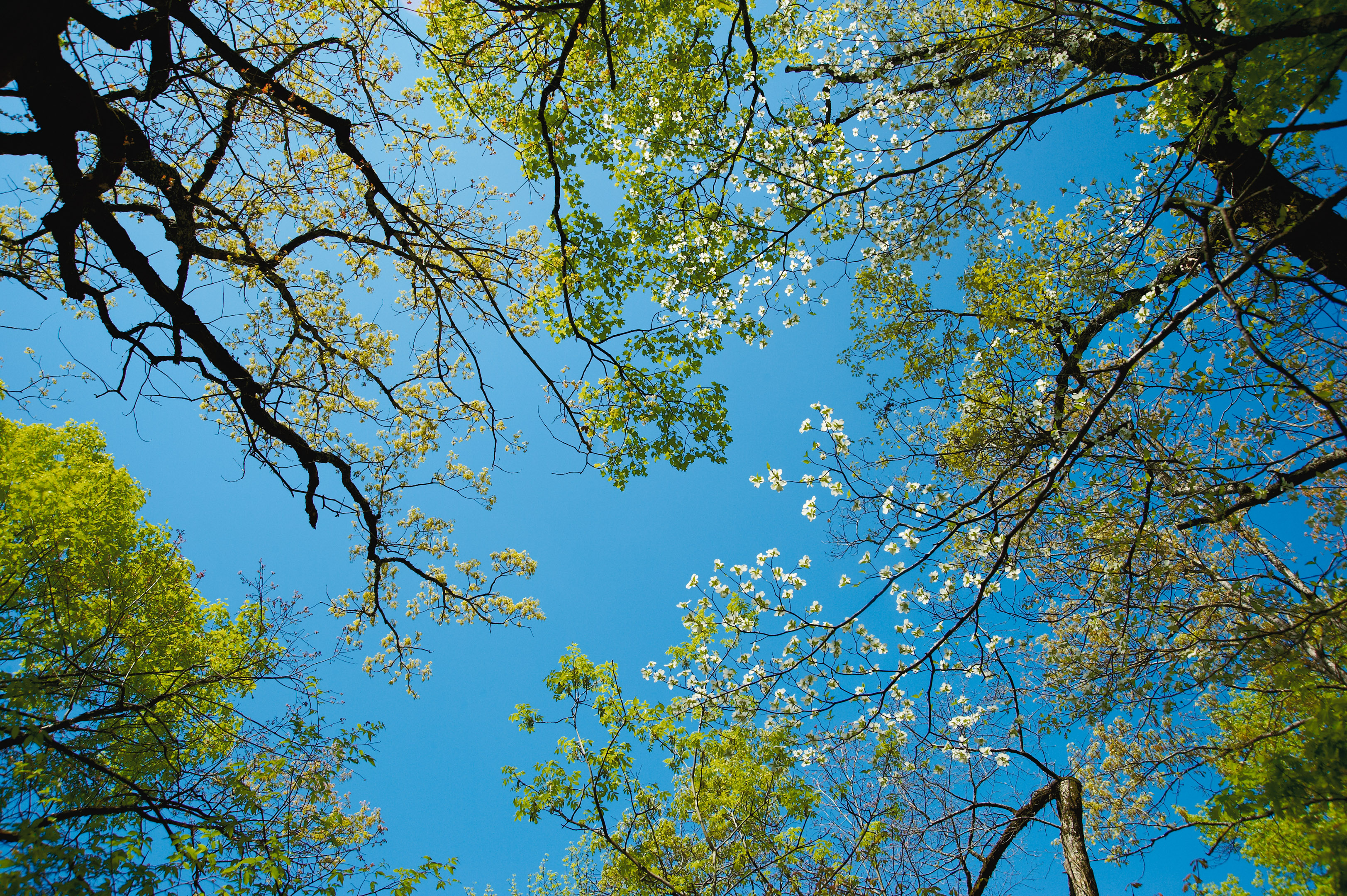 Promise of Summer | Arkansas | Fine Art Photography by Ed Cooley