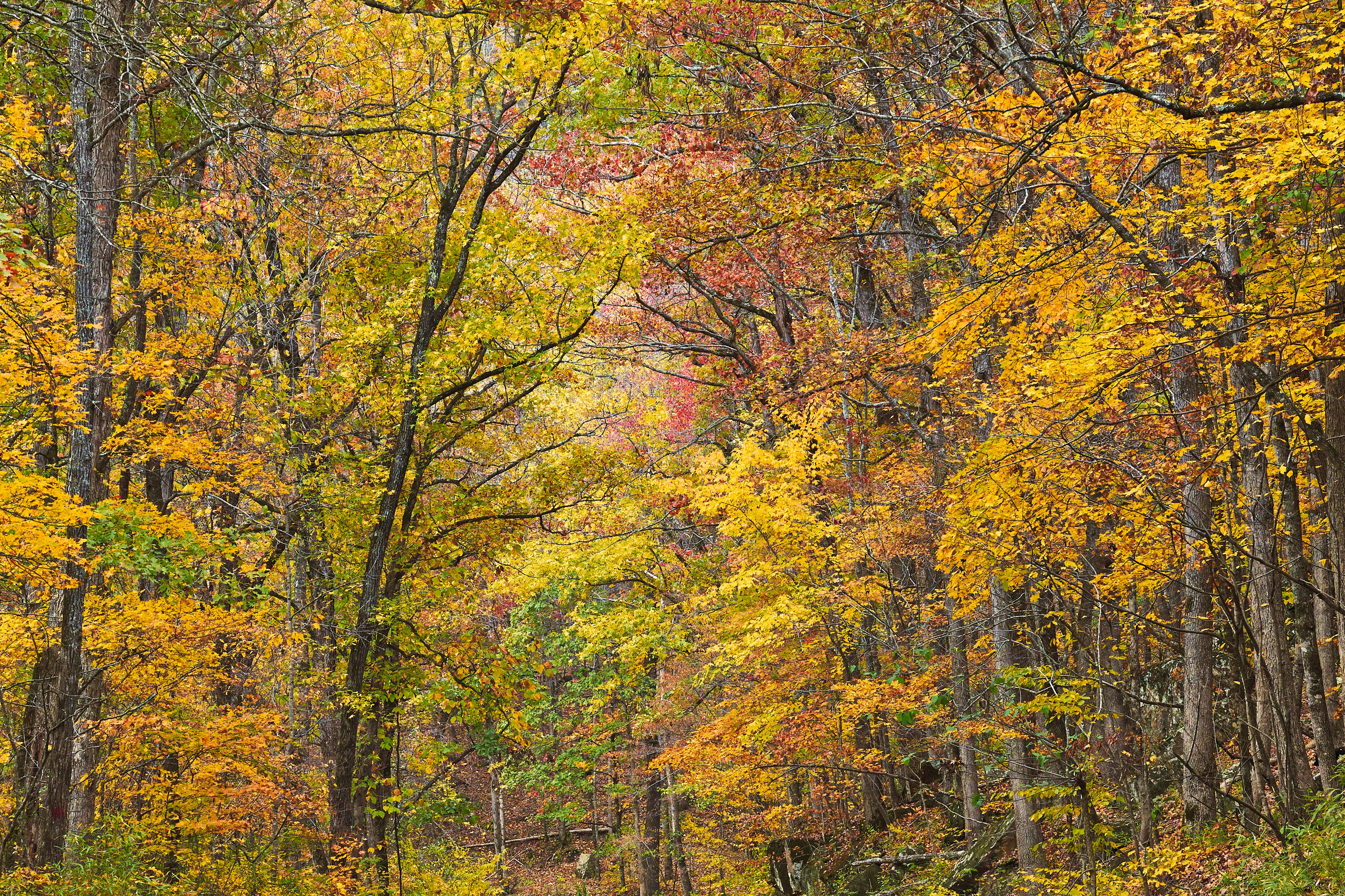 Autumn Hardwoods | Ozark National Forest | Fine Art Photography by Ed ...